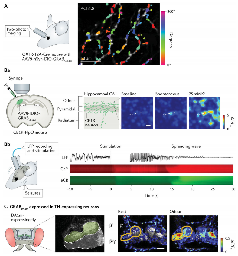 IF=34.87【知识窗】Nat Rev Neurosci综述｜开拓前沿：神经递质与神经调质的监测技术进展 - 知乎