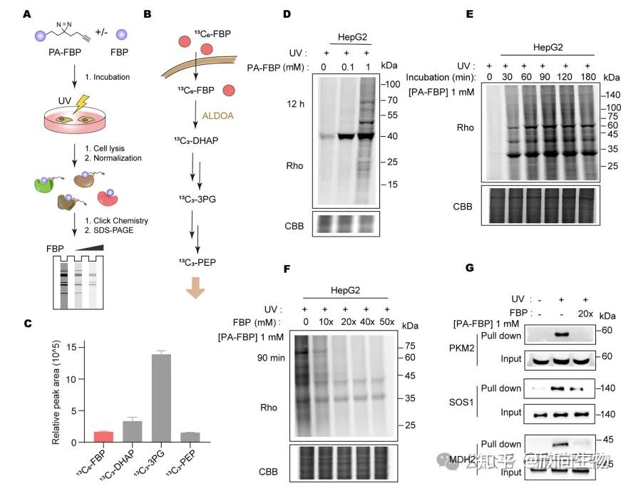JACS（IF 14.4）| ABPP技术助力代谢物互作蛋白组学鉴定推进分子信使功能研究进展 - 知乎