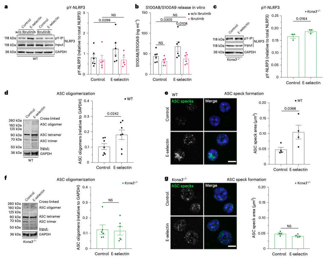 Nature Immunology丨GSDMD 孔的形成调节中性粒细胞中 S100A8/S100A9 的释放 - 知乎