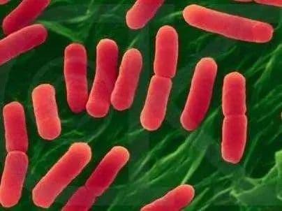 海水嗜冷杆菌/Psychrobacter aquimaris：冰海秘境中的生命奇观 - 知乎