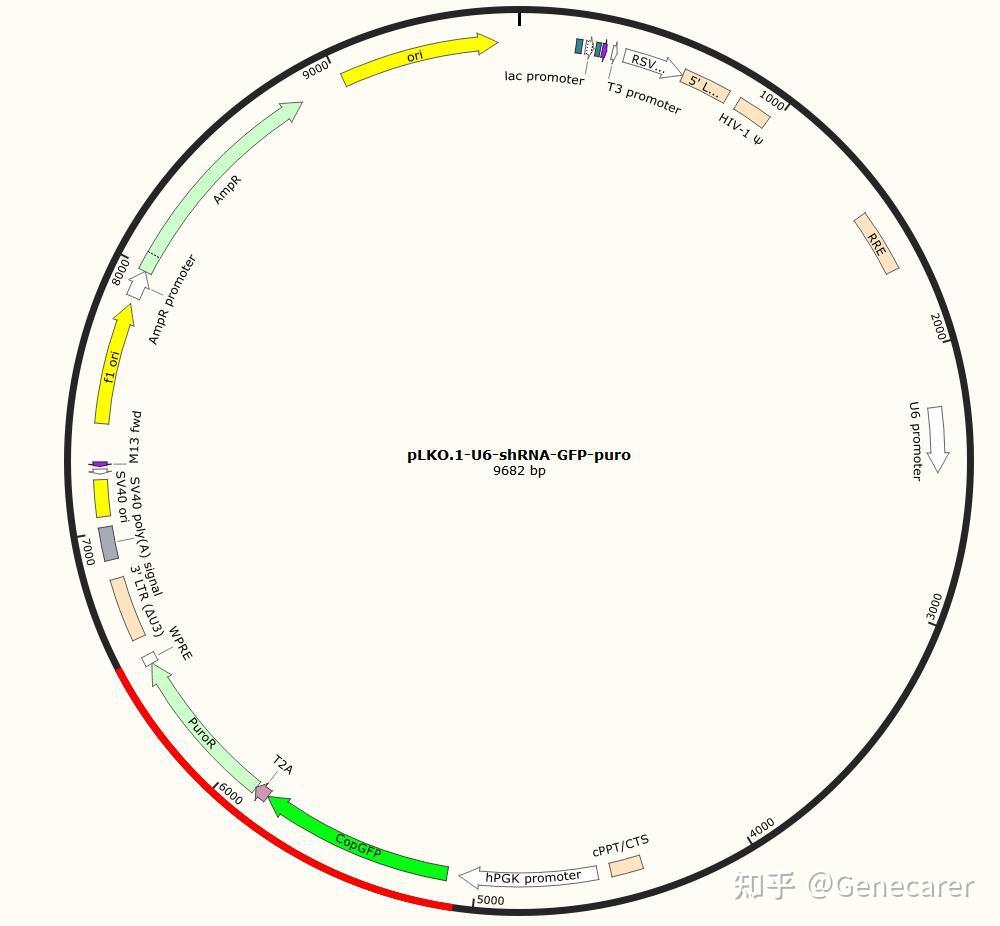 RNA干扰-shRNA简单设计方法 - 知乎