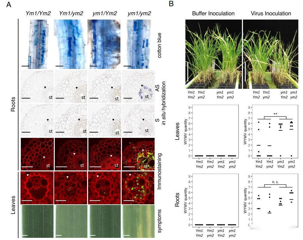 【PNAS】Ym2源自山羊草，可赋予小麦根部抗小麦花叶病毒的能力 - 知乎