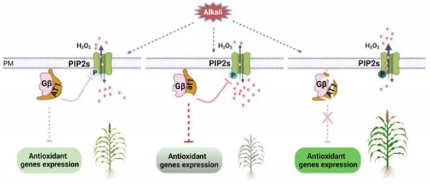 Science重磅：中国科学家首次发现编码Gγ蛋白的AT1耐盐碱基因，可大幅增强作物耐盐碱性并提高产量 - 知乎