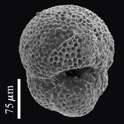 大西洋中部浮游有孔虫Trilobatus trilobus的钙化作用和生态深度偏好 - 知乎