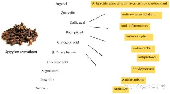 功能营养篇-丁香提取物（Clovinol®） - 知乎