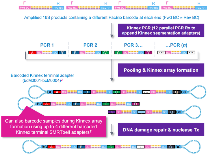 三代全长扩增子测序：实验流程与 PacBio SMRT 测序原理全解析 - 知乎