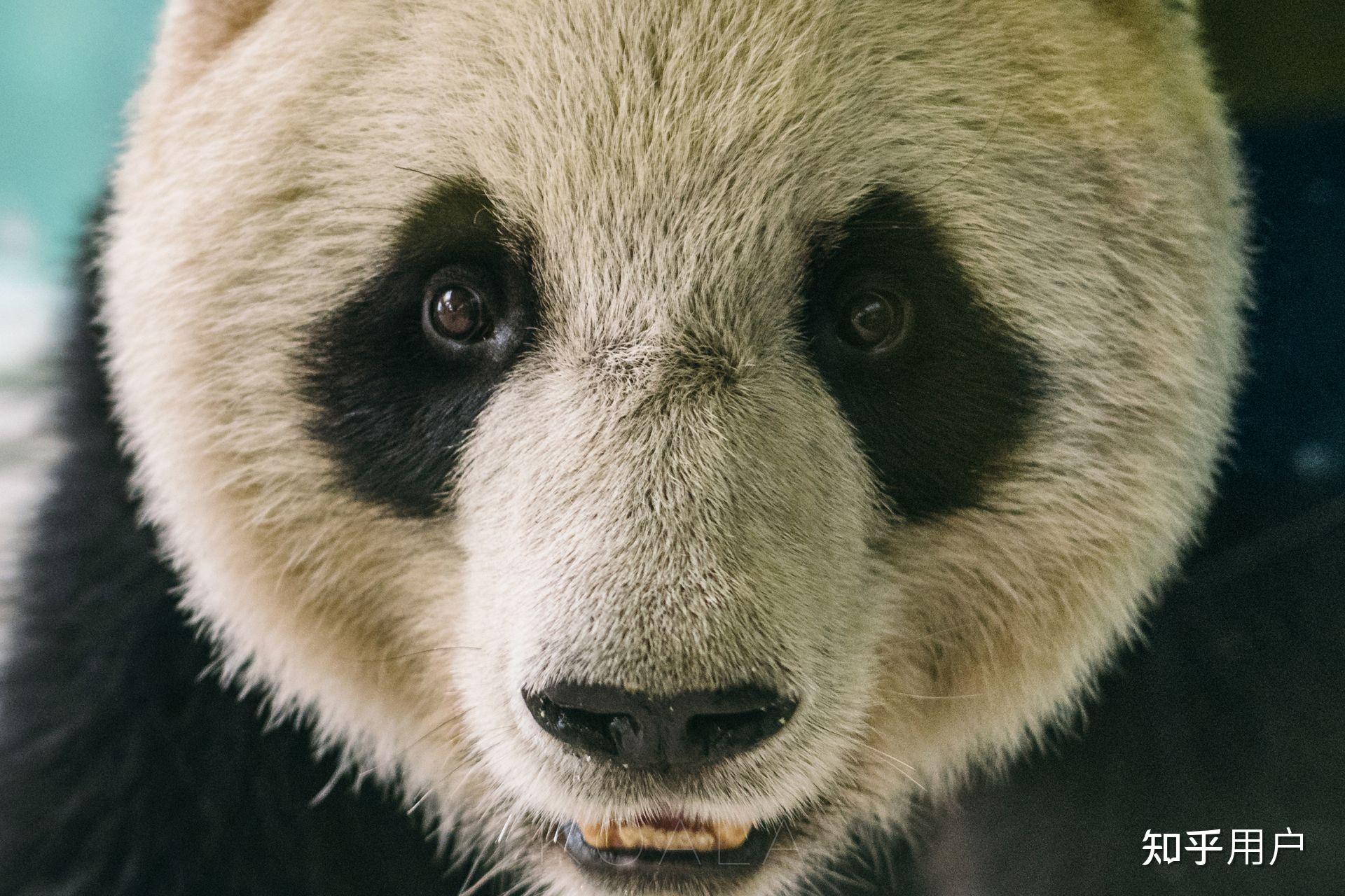 尼康Z40f2和Z28f2.8选哪个? - 知乎