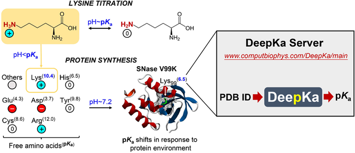 【VIP来稿】集美大学黄艳东课题组JCIM论文：通过机器学准确预测蛋白质pKa - 知乎
