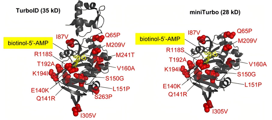 从APEX2到AirID，谁才是邻近标记神器？ - 知乎