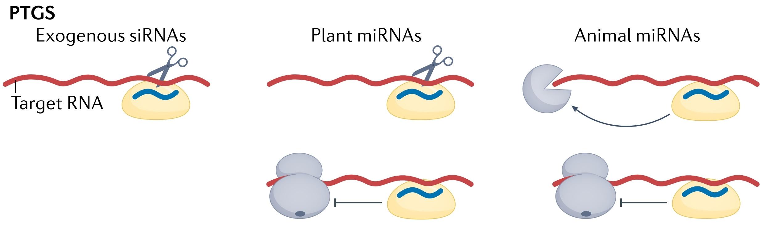 RNA干扰（一）——mi-！si-！pi-！ - 知乎