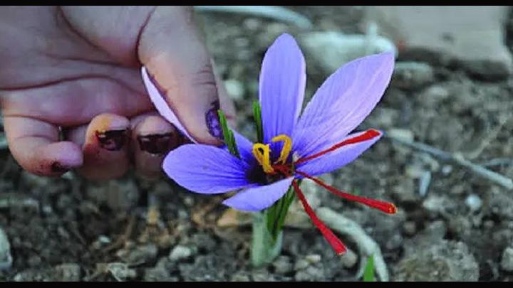 Amid bloom, saffron fields in Pampore draw huge crowd of tourists（在鲜花盛开 ...