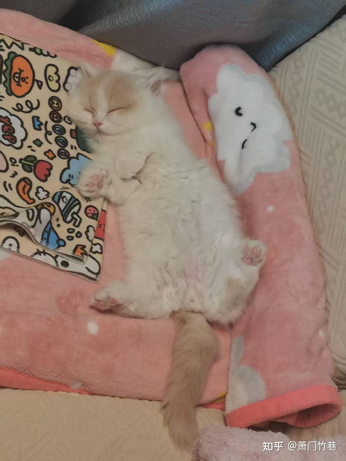 里面有猫！Contenteditable 实现简单富文本编辑器! - 知乎