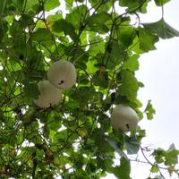 【图计算】python Erdos-Renyi图的由来用法场景用途示例 - 知乎