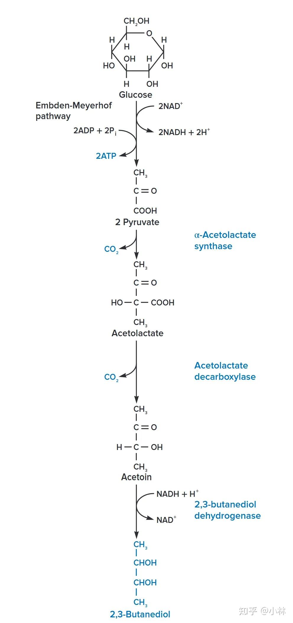 微生物中十种常见的代谢循环 - 知乎