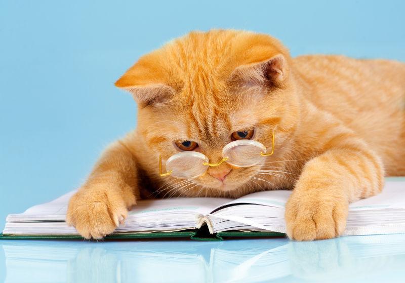猫咪的起源进化史 知乎