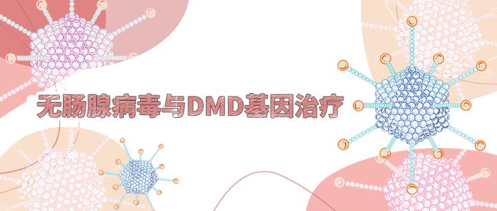 Gutless腺病毒：治疗杜氏肌营养不良（DMD）的创新选择！ - 知乎