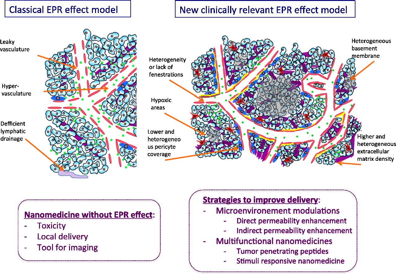 EPR效应至今尚未在人体得以验证的主要原因是什么？ - 知乎
