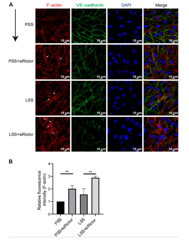Rictor 在剪切应力下保持内皮完整性 - 知乎