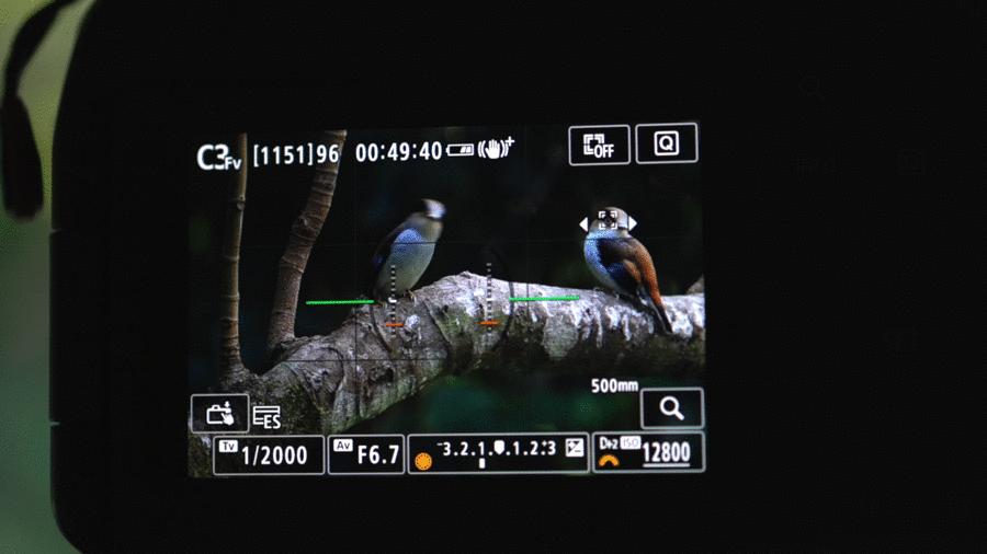 佳能 5D4 和佳能 R6Ⅱ 我该选哪个？ - 知乎