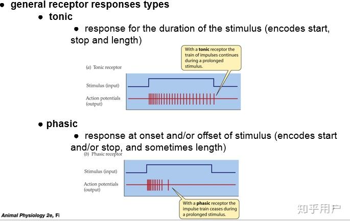 有人解释一下神经元的tonic and phasic firing分别是什么意思么 - 知乎