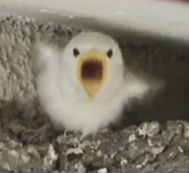 Rust 从入门到摔门而出门 (二) 数据类型 - 知乎