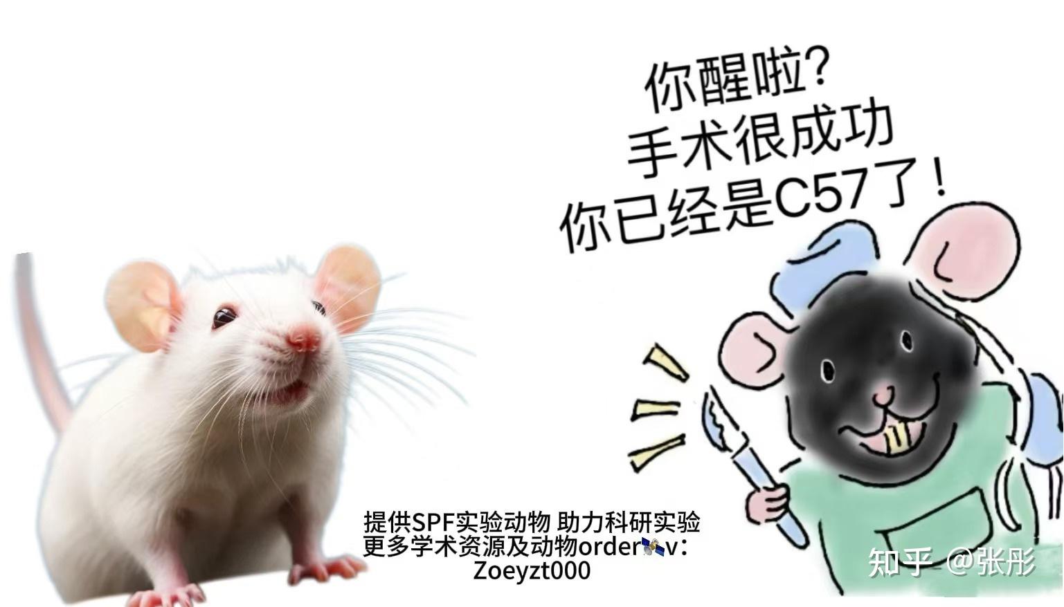 C57BL/6N还是C57BL/6J? - 知乎