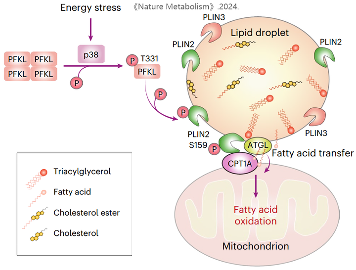 PFKL：PLIN2与CPT1A互作、脂滴/线粒体偶联 - 知乎