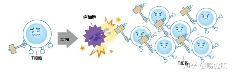 癌症复发转移？NKT-DC免疫细胞治疗，深度识别清除癌细胞 - 知乎