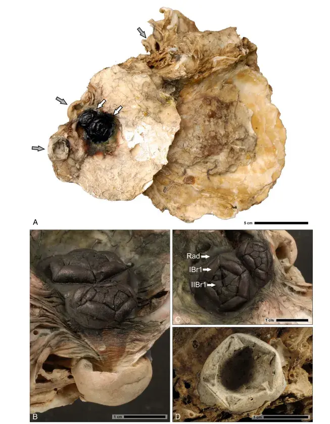 6000万年不分手：一对“活化石”CP的共生传奇（上）（作者：克尔-纽曼黑洞） - 知乎