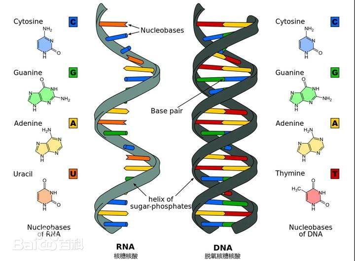 10分钟搞懂4种DNA提取方法 - 知乎