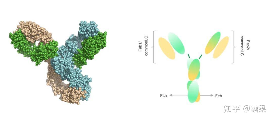 ORR达77.8%！HER2双抗治疗胃癌高效精准，最新数据即将亮相2022 ESMO！ - 知乎