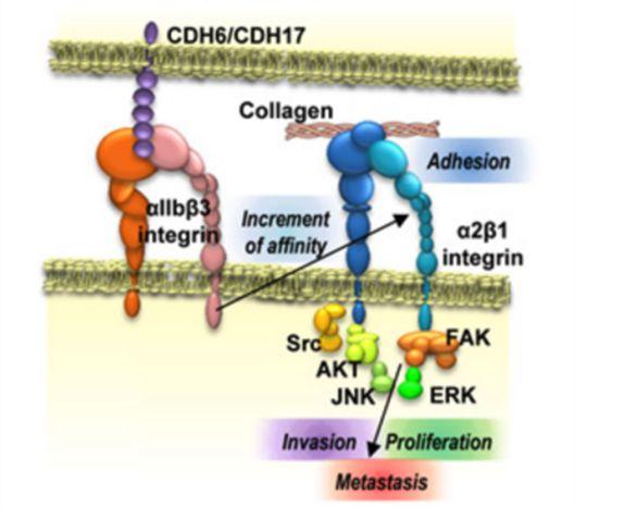 CDH6：卵巢癌靶向治疗新希望 - 知乎