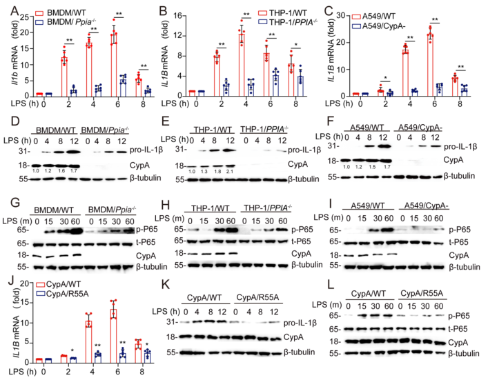 【文献解读】促炎因子CypA在炎症研究中用到的典型材料及方法 - 知乎