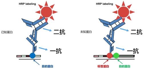 Western blot从原理、步骤到常见问题，包教包会 - 知乎