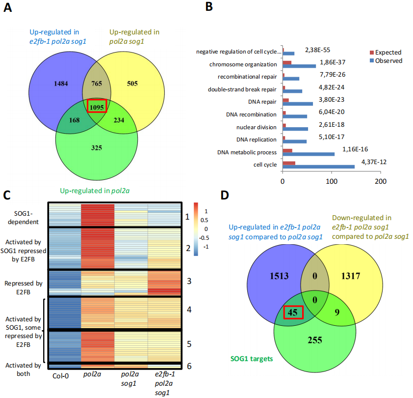 Molecular Plant | ChIP-seq+RNA-seq解析E2F转录因子在植物复制胁迫响应中的独特和互补作用 - 知乎