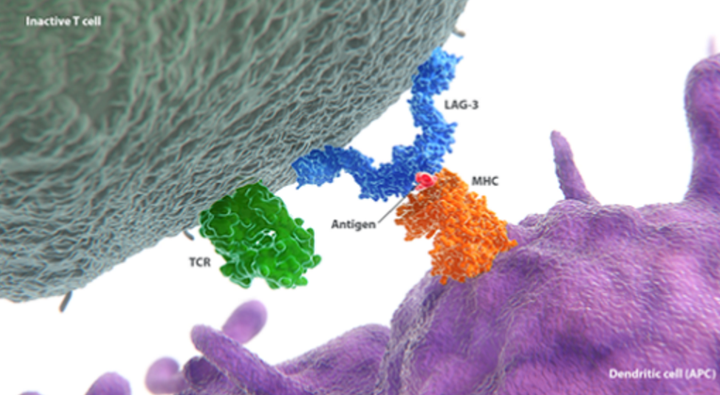 免疫检查点LAG-3 - 知乎