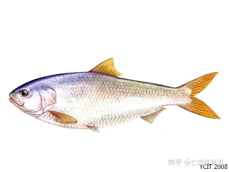 我发现很多鱼都是地包天，这是为什么？ - 知乎