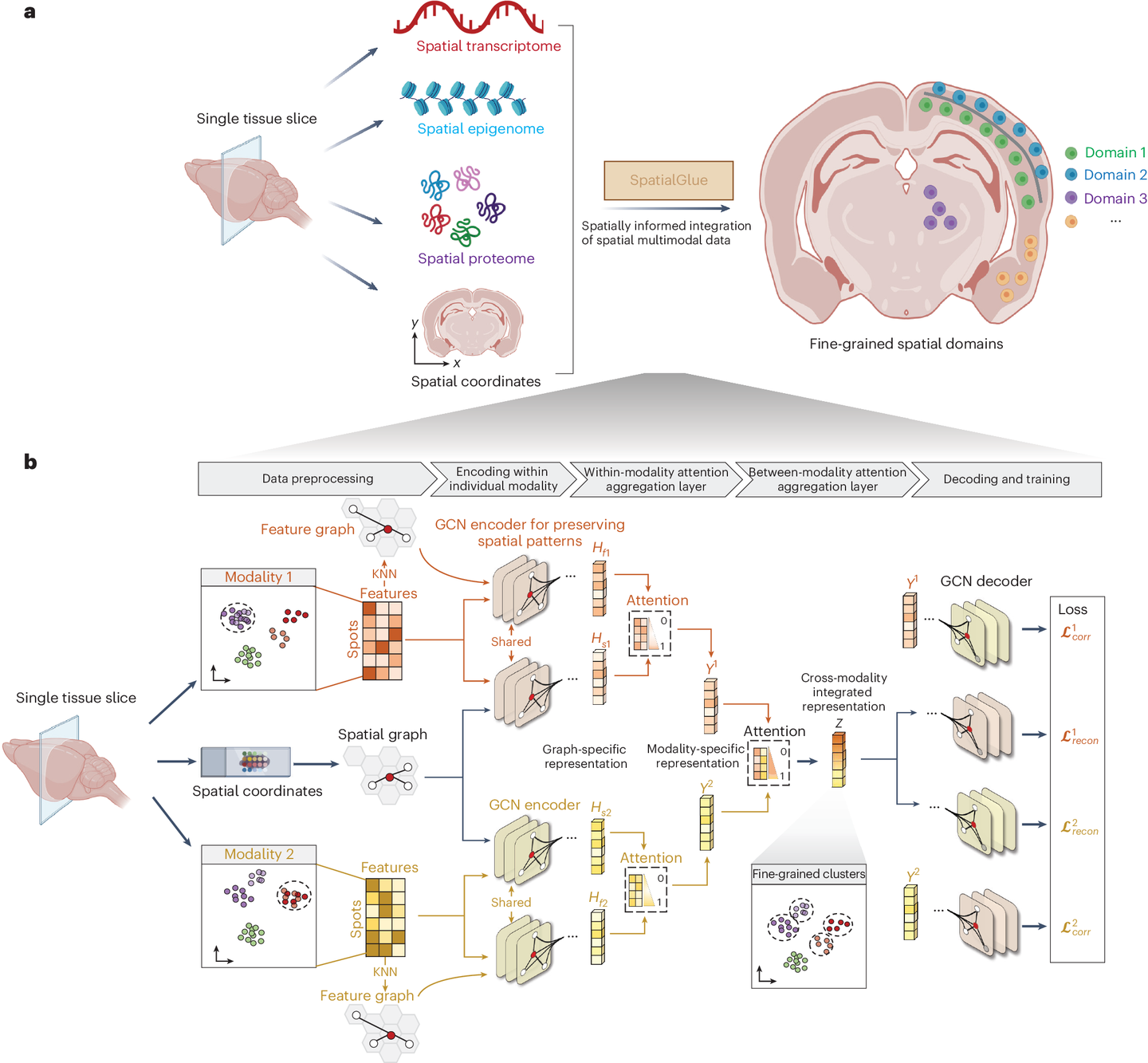 分享一个空间多组学整合算法SpatialGlue - 知乎