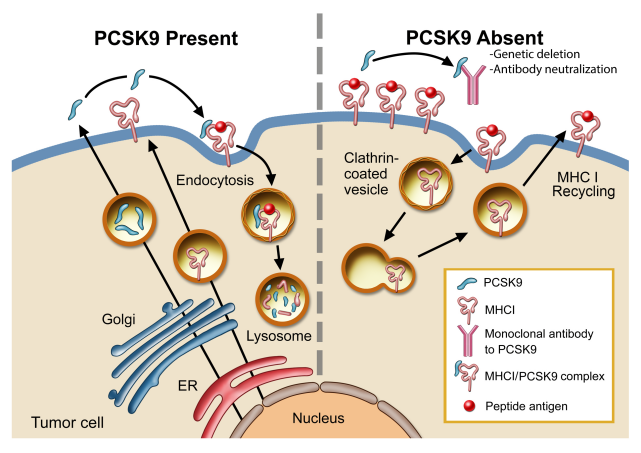 Nature | 抑制PCSK9增强肿瘤免疫治疗效果 - 知乎