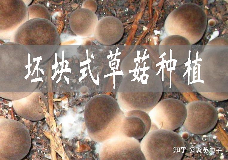栽培草菇需要注意什么？ - 知乎