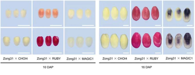 PBJ：作物通用型、高效可视化单倍体鉴别系统—RUBY - 知乎