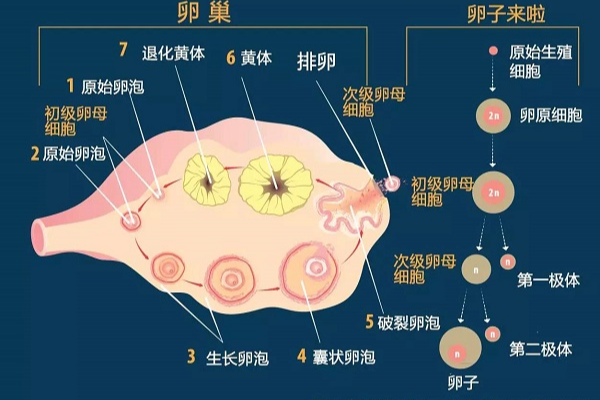 卵泡长不大会带来哪些影响 知乎