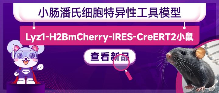 小肠潘氏细胞特异性工具模型：Lyz1-H2BmCherry-IRES-CreERT2小鼠 - 知乎