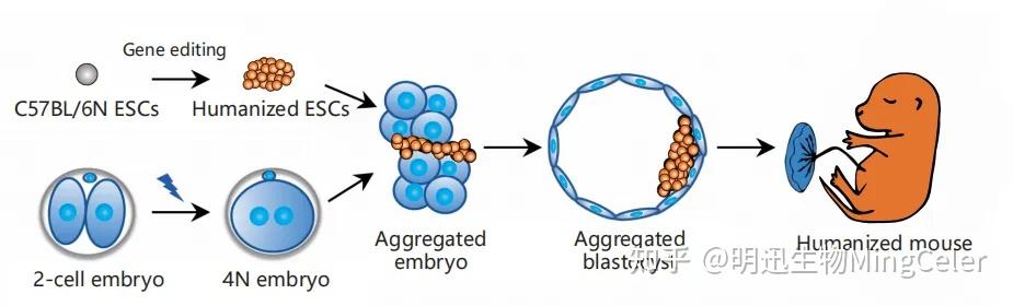 基因敲入位点怎么选？普通KI还是Rosa26、H11？ - 知乎