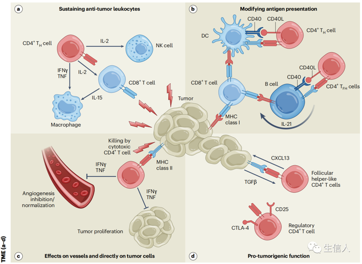 一直被低估的CD4+ T细胞抗肿瘤作用 - 知乎
