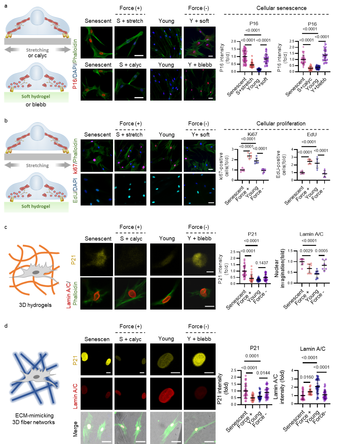 《Nature Communications》力调控间充质干细胞衰老 - 知乎