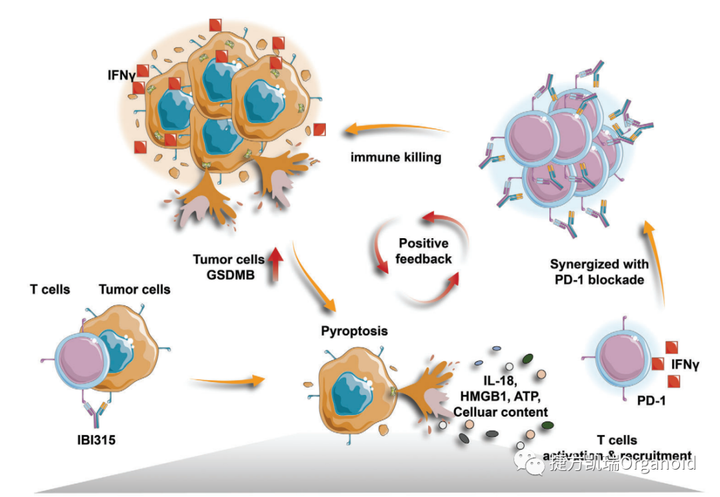 文献解读 | 抗PD-1/Her2双特异性抗体IBI315对Her2阳性胃癌具有显著的抗肿瘤活性 - 知乎
