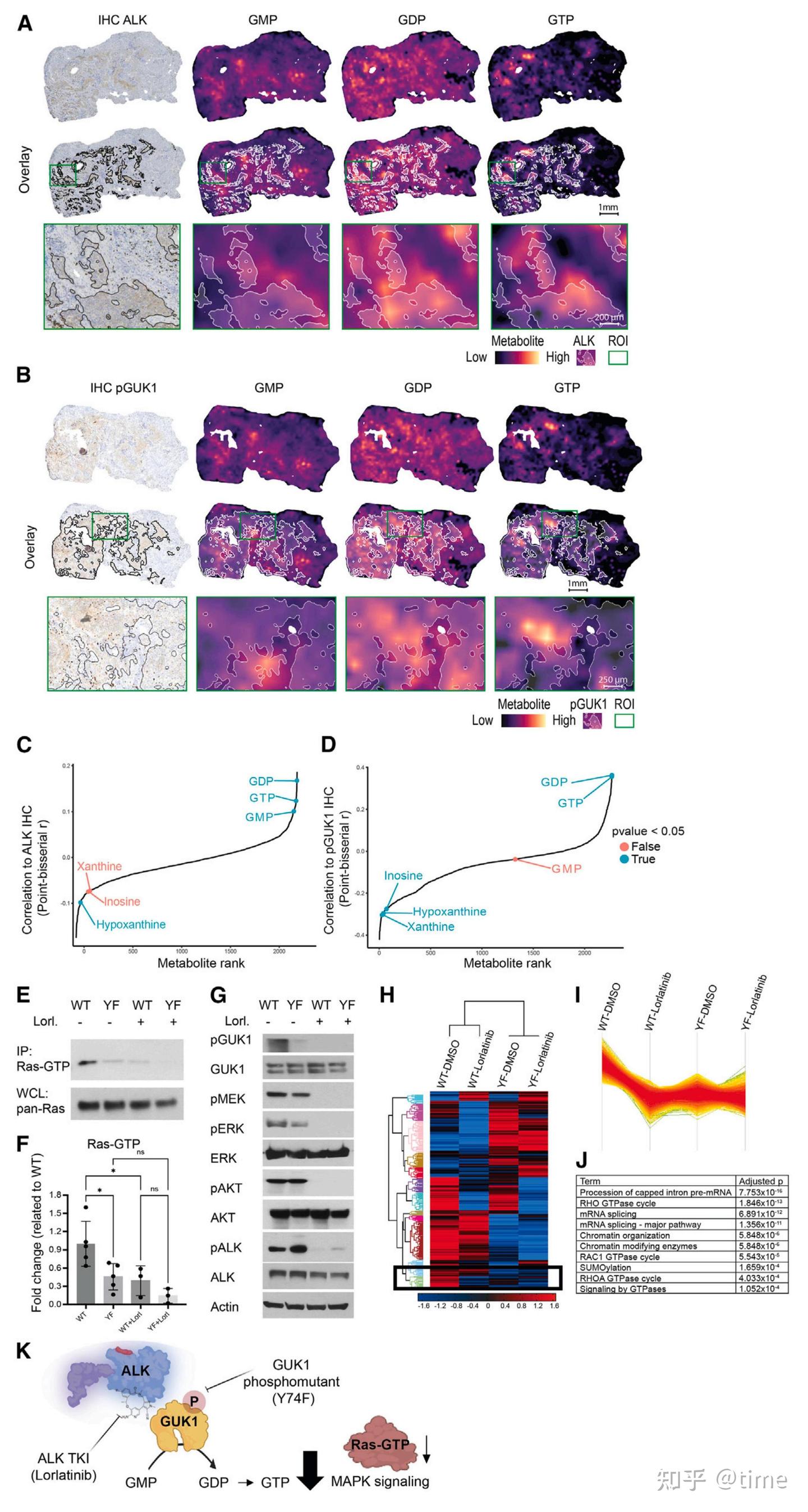 文献分享 | Cell：GUK1激活是肺癌的代谢倾向 - 知乎
