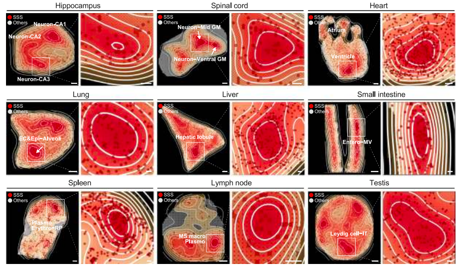 给细胞装上GPS！Stereo-seq V1.3带你破解生命运行的"时空密码" - 知乎