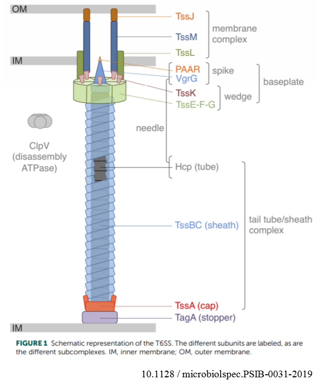 T6SS-主要结构蛋白及机制 - 知乎